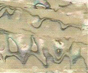 Abalone Veneer Sheets. Beautiful, translucent, natural Abalone shell